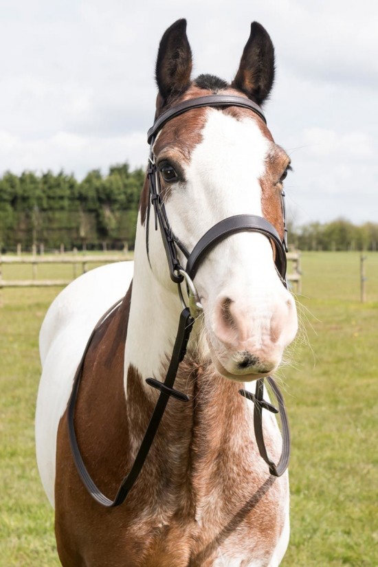 EB English Comfort Flat Padded Bridle