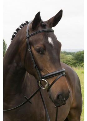 English Bridles
