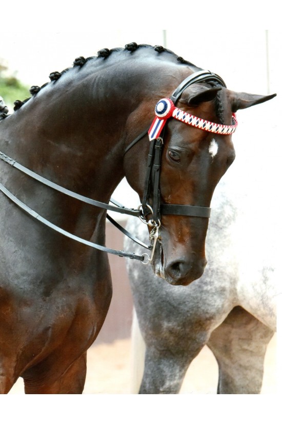 EB English Double Show Bridle