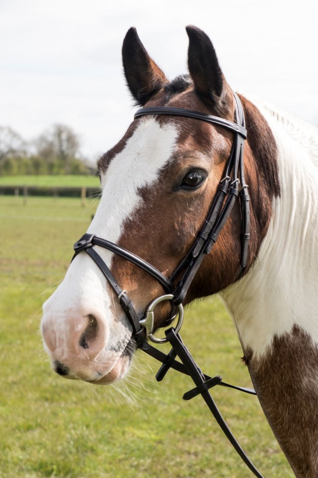 EB English Narrow Bridle